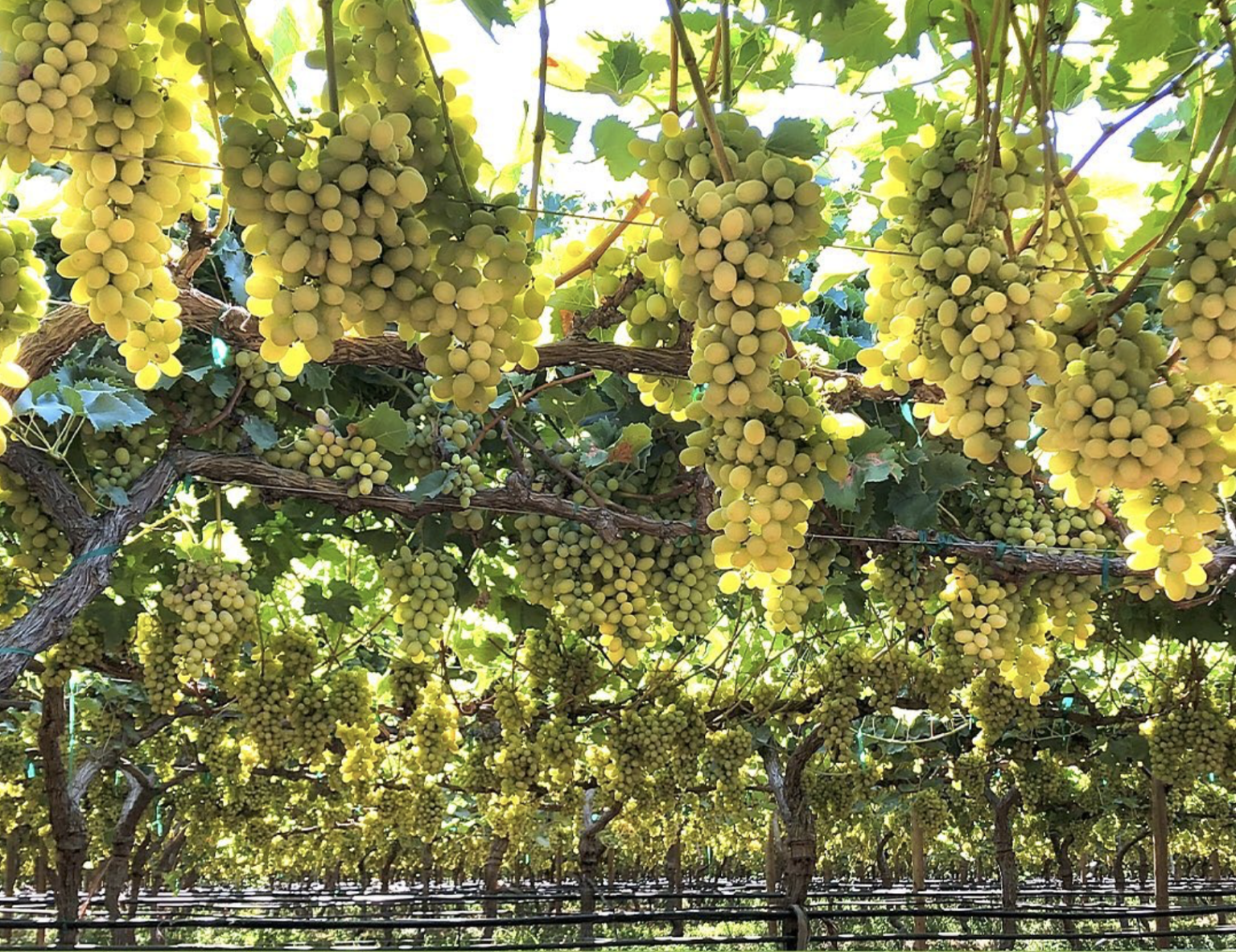 What Are Cotton Candy Grapes? (and where to buy them!) - Kit's Kitchen